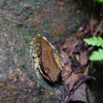 Jungle Night Walk - Explore Phong Nhas Nocturnal Nature - The Value of a Night Walk in Phong Nha