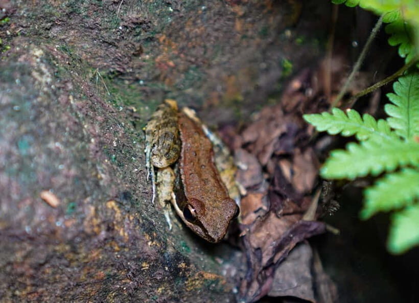 Jungle Night Walk - Explore Phong Nhas Nocturnal Nature - The Value of a Night Walk in Phong Nha