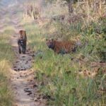 Jungle Towernight Stay: 4-Day Tour in Chitwan National Park - Why This Tour Stands Out