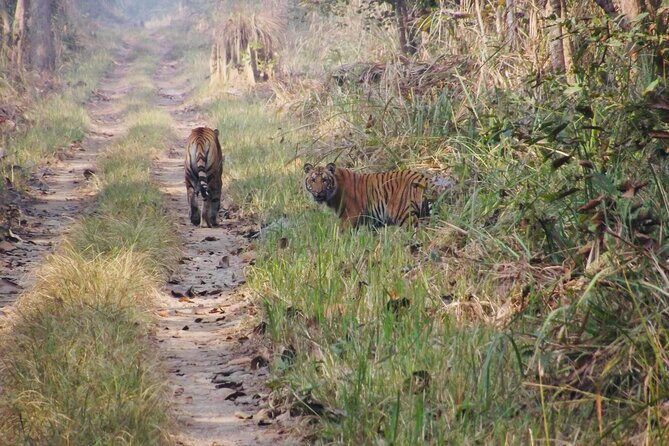 Jungle Towernight Stay: 4-Day Tour in Chitwan National Park - Why This Tour Stands Out