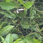 Kaan Luum Lagoon and Cenote Adventure - The Sum Up