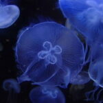 Kagoshima Aquarium Admission Ticket - The Marine Exhibits: What You’ll See