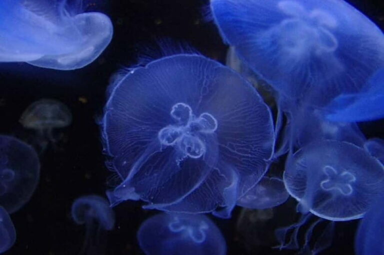 Kagoshima Aquarium Admission Ticket - The Marine Exhibits: What You’ll See