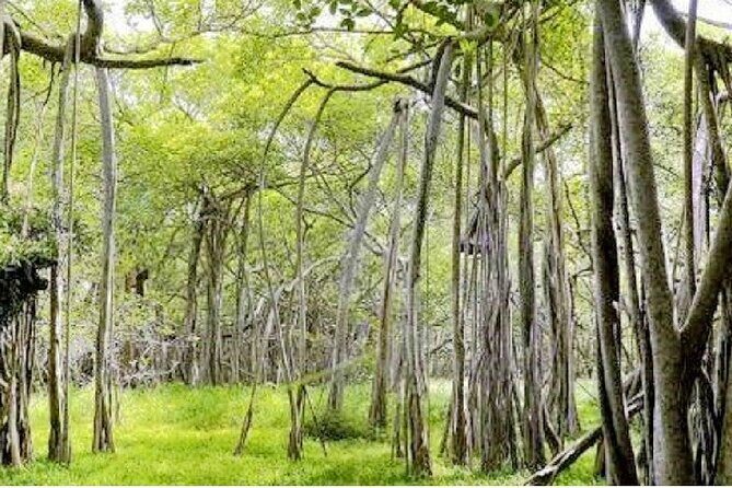 Kalakshetra, Theosophical Society & Elliots Beach - Chennai - FAQs About the Tour