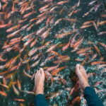 Kalutara: Turtle Hatchery Visit, Boat Safari, and Galle Tour - Who Is This Tour Best For?