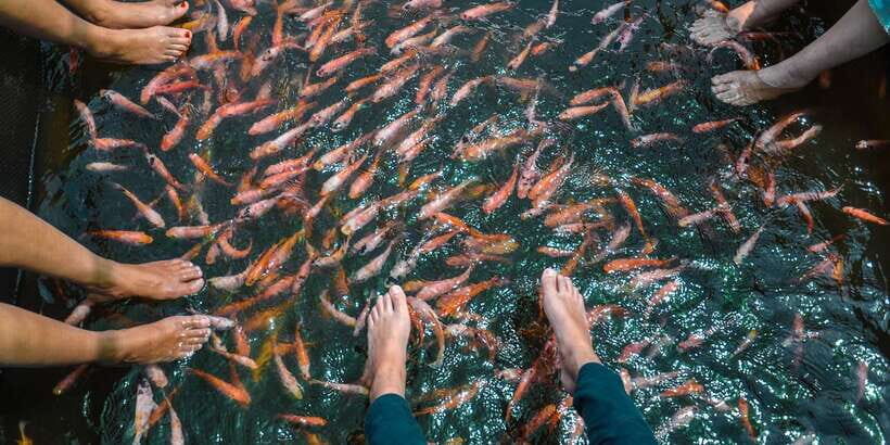 Kalutara: Turtle Hatchery Visit, Boat Safari, and Galle Tour - Who Is This Tour Best For?