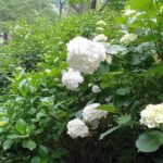 Kamakura and Eastern Kyoto with Lots of Temples and Shrines - Practical Details and Considerations