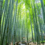 Kamakura Heritage Bike or Walk Tour with ex-Rickshaw guide - Possible Considerations