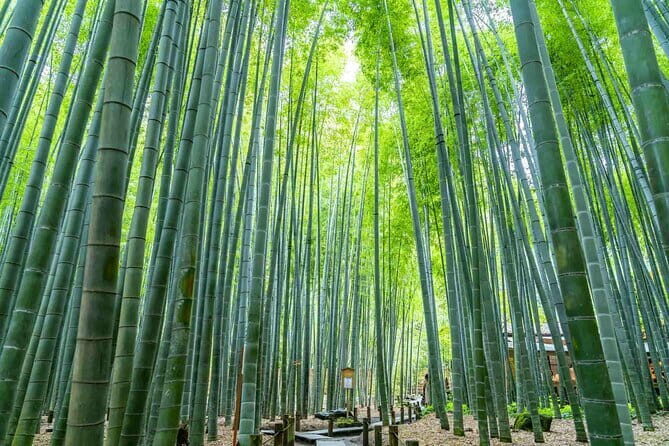 Kamakura Heritage Bike or Walk Tour with ex-Rickshaw guide - Possible Considerations