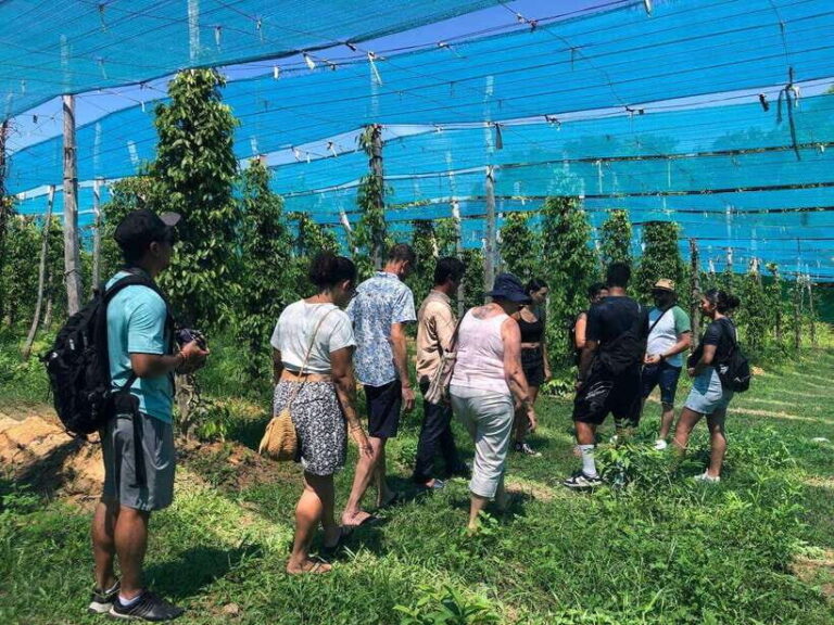 Kampot Pepper Farm, Salt Fields, Cave from Sihanoukville - The Full Itinerary Breakdown