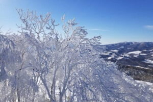 KAMUI SKI LINKS Snow CAT Tour