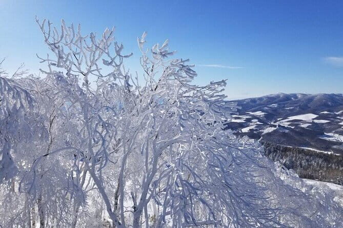 KAMUI SKI LINKS Snow CAT Tour - Final Thoughts: Is It Worth It?