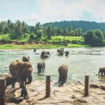 Kandy city tour for couple price - An In-Depth Look at the Kandy City Tour