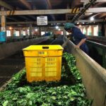 Kandy Day Tour from Colombo - Practical Tips for Booking and Enjoyment