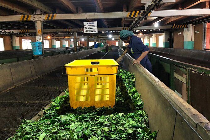 Kandy Day Tour from Colombo - Practical Tips for Booking and Enjoyment