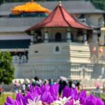 Kandy Day Tour From Colombo with Pinnawala - Practical Tips