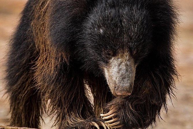 Kandy - Minneriya National park & Sigiriya Rock Fortress - Private Transport - Why Consider This Tour?