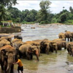 Kandy : Pinnawala Day Tour with Top Rated Local Guide - The Day’s Itinerary: What to Expect