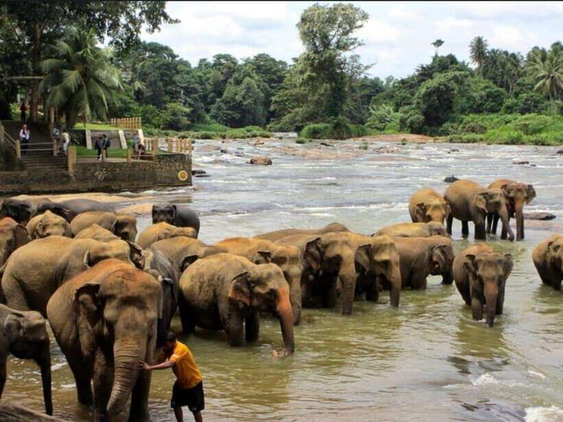 Kandy : Pinnawala Day Tour with Top Rated Local Guide - The Day’s Itinerary: What to Expect