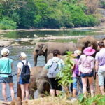 Kandy Pinnawala full day tour from Bentota and Kalutara - What Travelers Say & How It Adds to the Experience