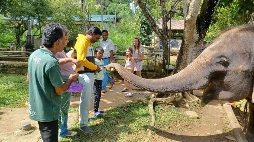 Kandy & Pinnawala & Tea Factory Full Day Tour From Negombo - Practical Considerations