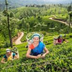 Kandy Private Day Tour Ahungalla/Kosgoda/Bentota/Beruwala/Kaluthara - Practical Details and Value