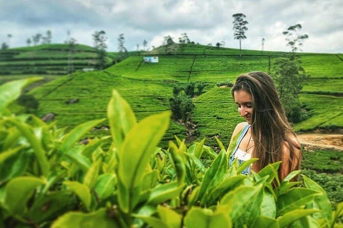 Kandy to Nuwara Eliya Day Tour - What Makes This Tour Stand Out