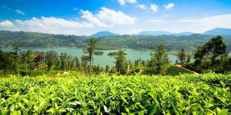 Kandy To Nuwara Eliya Drop Tour - Sri Lanka - Authentic Experiences and What Travelers Say