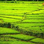 Kandy Village Walk with a Local - The Itinerary Breakdown: What to Expect