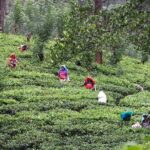 kandy waterfalls day tour - The Value of the Tour