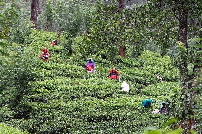 kandy waterfalls day tour - The Value of the Tour