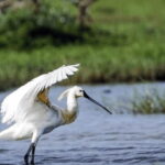 "Kanneliya Forest Discovery: Guided Nature Expedition" - An In-Depth Look at What You Can Expect