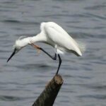 Karnala Bird Sanctuary Excursion From Mumbai - Who Will Love This Tour?