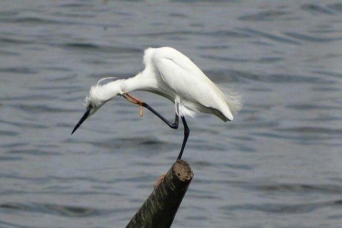 Karnala Bird Sanctuary Excursion From Mumbai - Who Will Love This Tour?