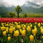 Kashmir Tulip Festival - The Unspoken Value: What Does It Mean for Travelers?