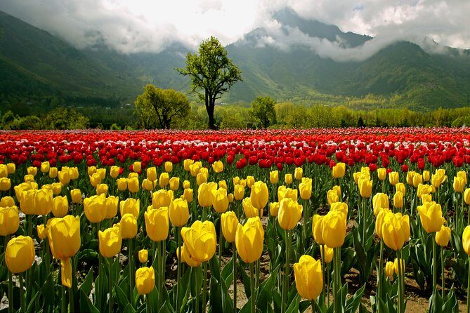 Kashmir Tulip Festival - The Unspoken Value: What Does It Mean for Travelers?
