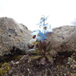 Kathmandu : 14 -Day Everest Base Camp with Kala Patthar Trek - What Makes This Trek Stand Out?