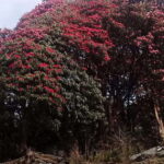 Kathmandu: 3 days Chispani Nagarkot Trek - Deep Dive into the Experience