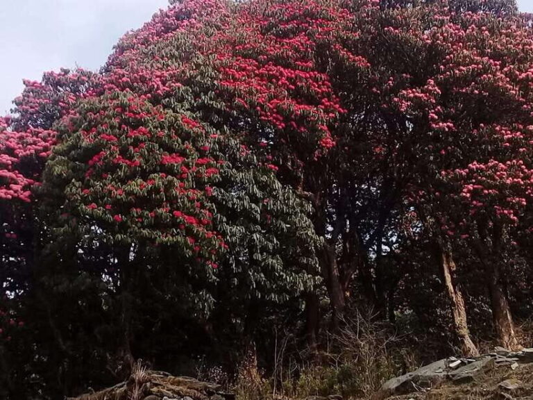 Kathmandu: 3 days Chispani Nagarkot Trek - Deep Dive into the Experience