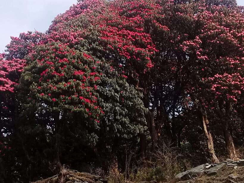 Kathmandu: 3 days Chispani Nagarkot Trek - Deep Dive into the Experience