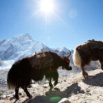 Kathmandu: 6 Days Langtang Valley Trek with Kyanjin Ri - The Route: From Kathmandu to Kyanjin and Back