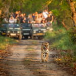 Kathmandu/Pokhara: 3 Day Chitwan Jungle Safari Tour - What Sets This Tour Apart