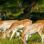 Kathmandu/Pokhara: Wildlife, Culture and Jungle Safari Tour - Analyzing Cost and Value