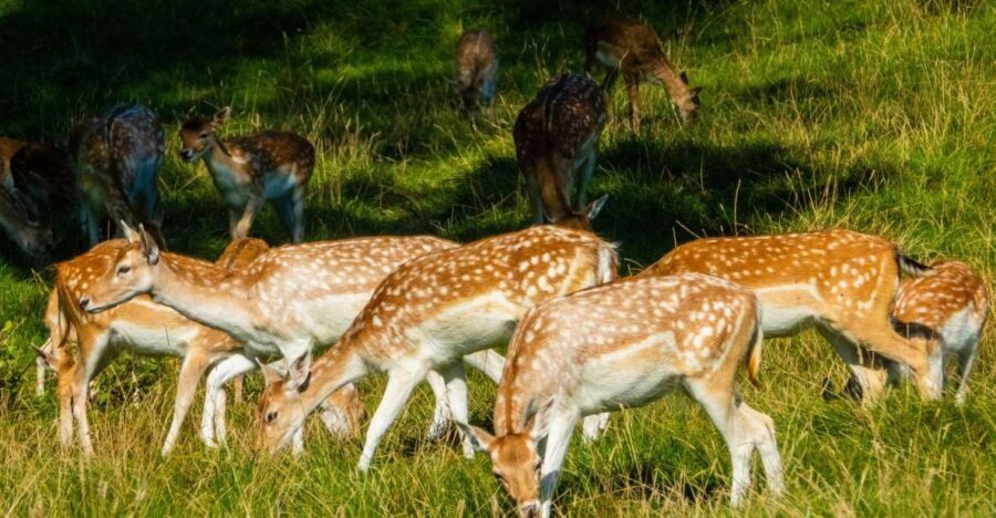 Kathmandu/Pokhara: Wildlife, Culture and Jungle Safari Tour - Analyzing Cost and Value