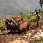 Kathmandu Tour - 2 Full day Cultural exploration - Introduction: What You’ll Get from This Tour