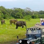 Kaudulla Jeep Safari & Dambulla Day Tour From Trincomalee - Stop 1: Hurulu Eco Park — An Elephant Wonderland