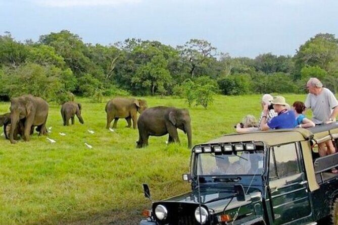 Kaudulla Jeep Safari & Dambulla Day Tour From Trincomalee - Stop 1: Hurulu Eco Park — An Elephant Wonderland