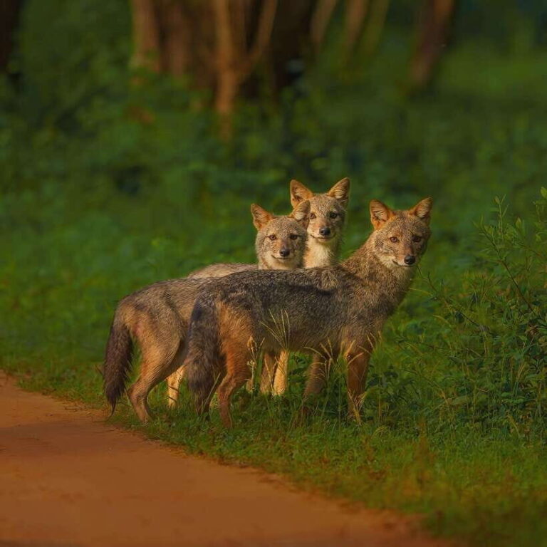 Kaudulla National Park: Elephant Safari Jeep Tour - What To Expect on the Safari