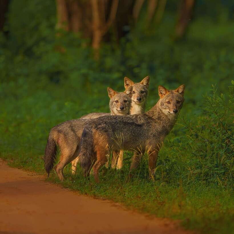 Kaudulla National Park: Elephant Safari Jeep Tour - What To Expect on the Safari