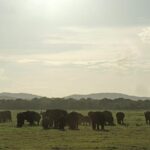 Kaudulla National Park Entrance Ticket with Private Safari - What the Reviews Say